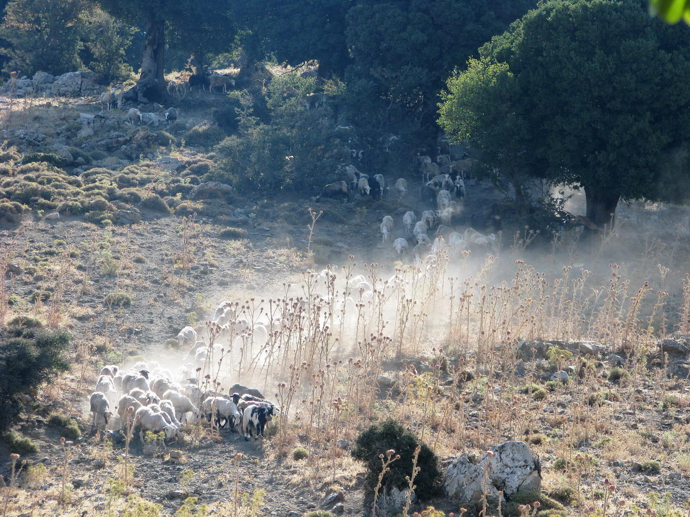 Βιολογική Κτηνοτροφία - Άροση Μελετητική - Συμβουλευτική - Αγροτική ...